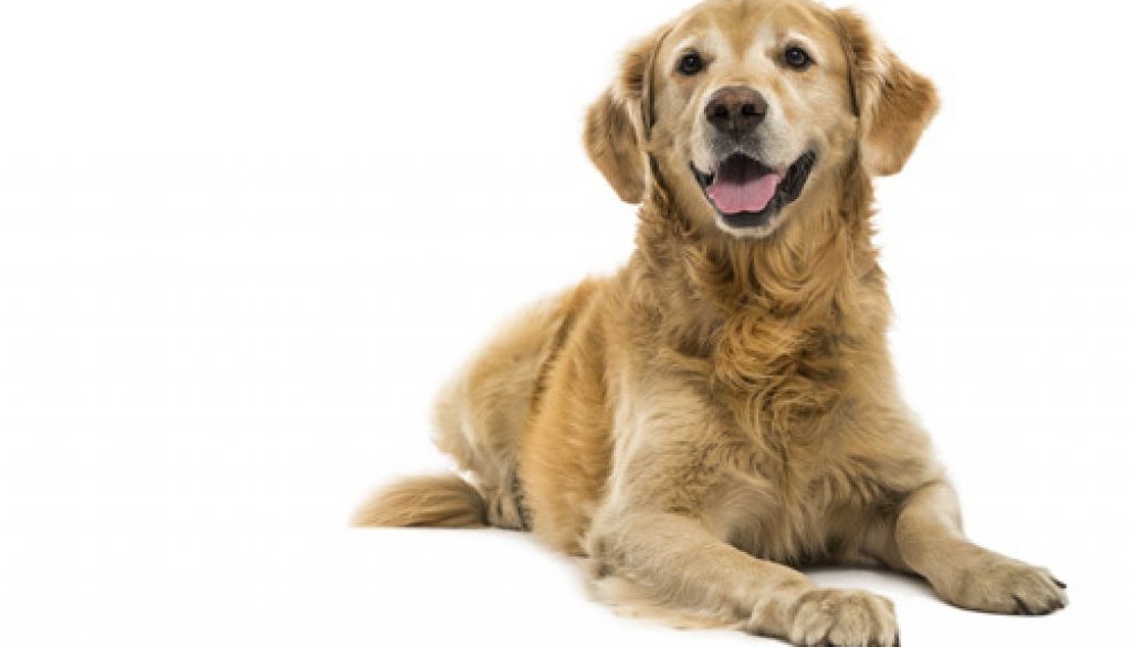 h-animal-dog – EasyDNA PH